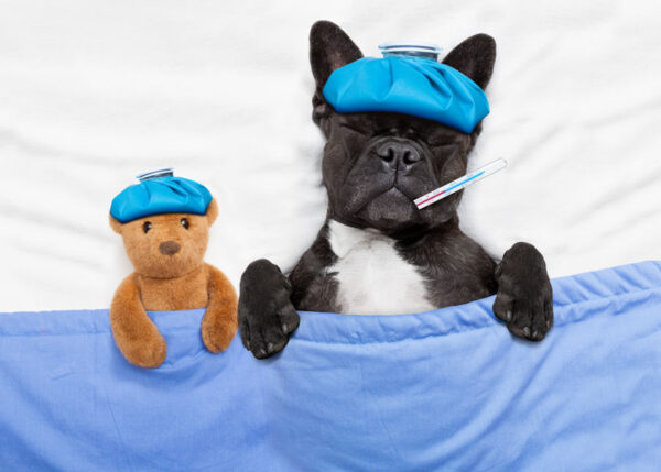 Human Potions For Dogs: Over-The-Counter Care For Your Furry Friends ...